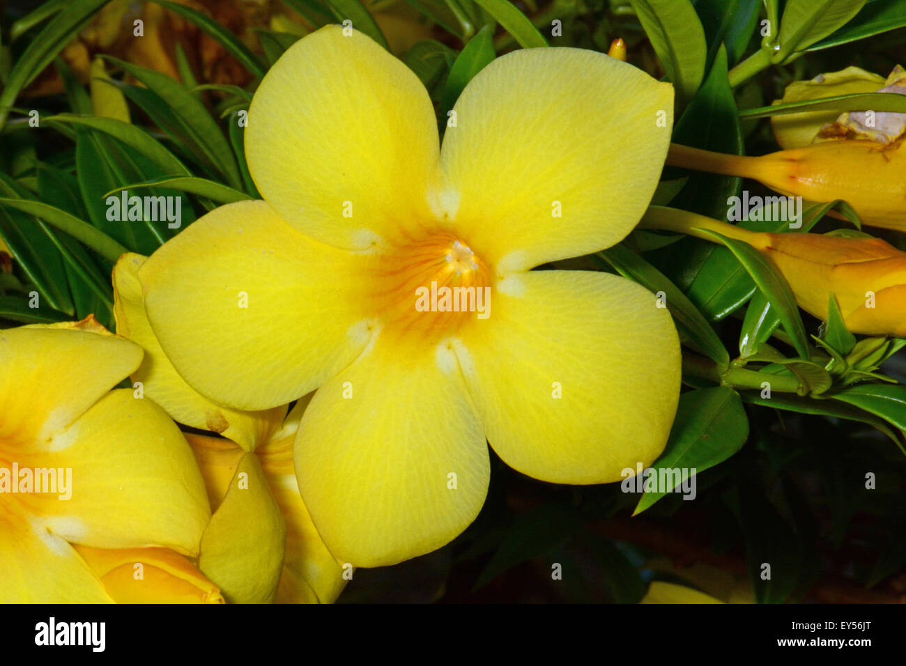 Flower of Golden Trumpet - New Caledonia Stock Photo - Alamy