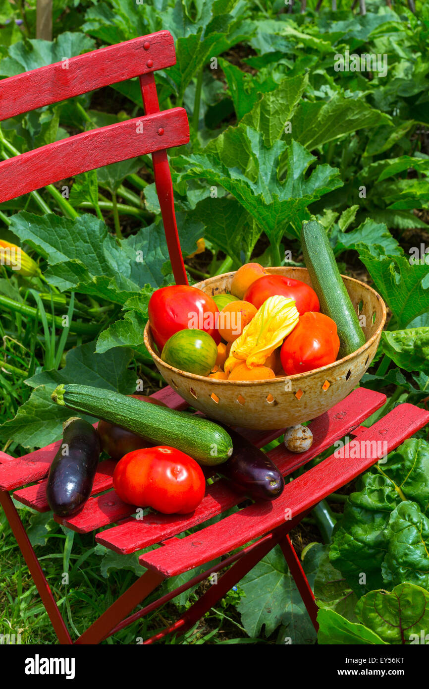 Harvest of vegetables in a kitchen garden Stock Photo - Alamy