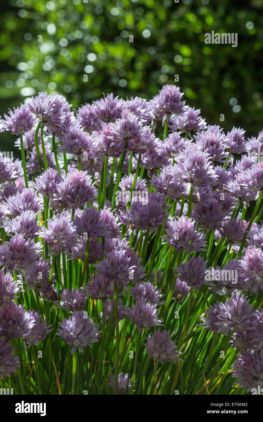 Chive in bloom in a garden Stock Photo - Alamy