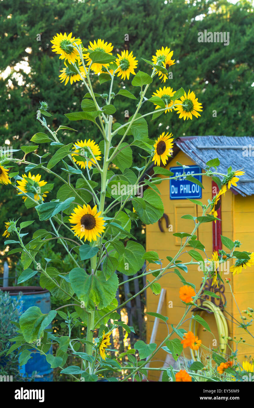 Sunflower in bloom in a garden Stock Photo - Alamy