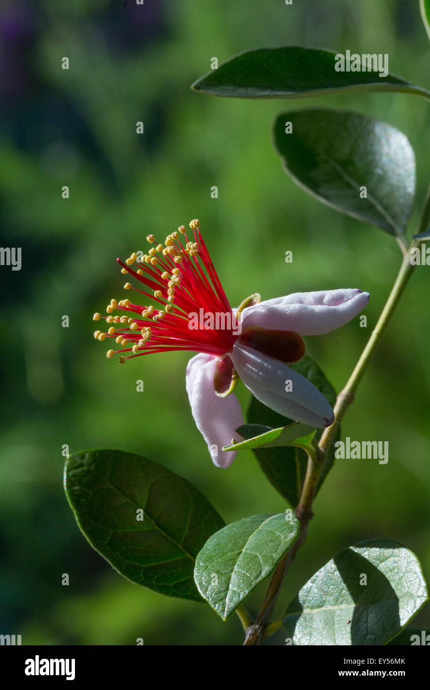 Guava animal hi-res stock photography and images - Alamy