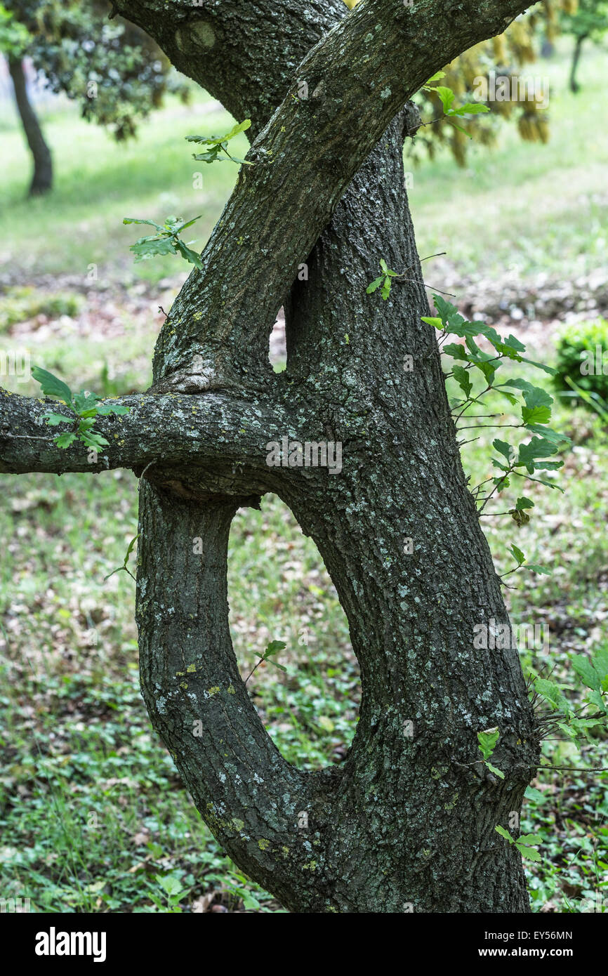 Crossed branches of an oak in a garden Stock Photo - Alamy