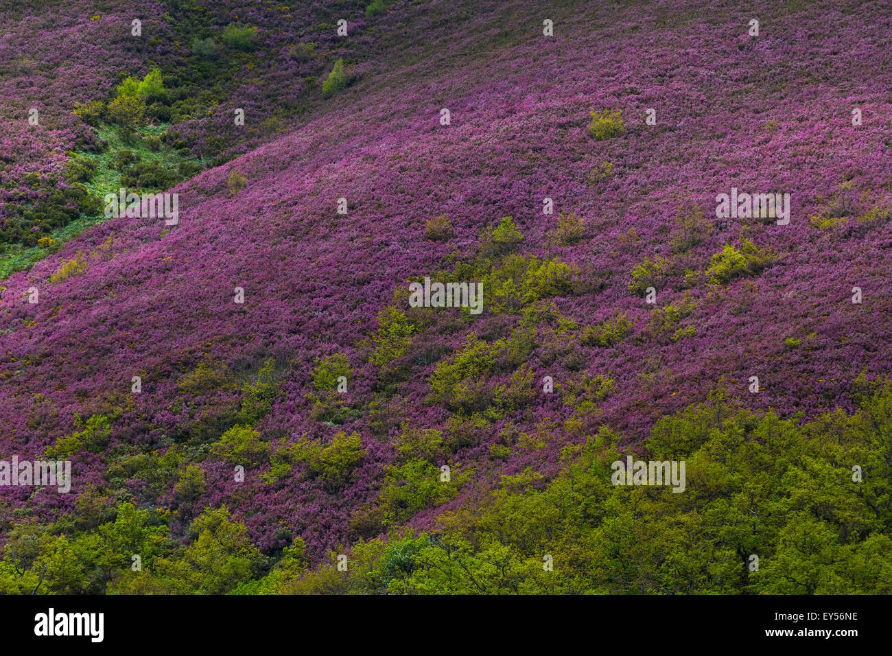 Spain Heather flowers - Asturias Spain Stock Photo - Alamy