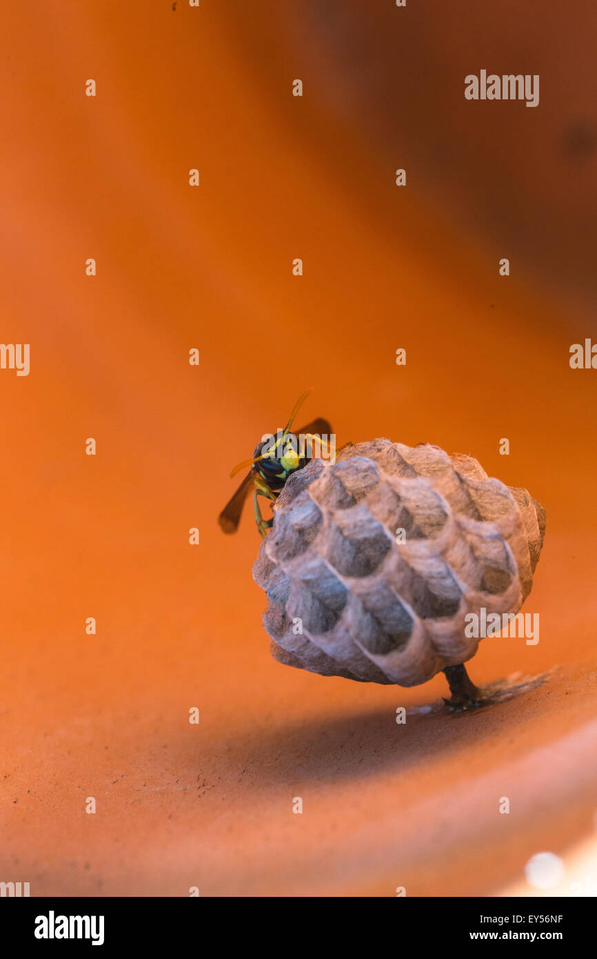 Paper wasp on her nest inside a flower pot Stock Photo - Alamy