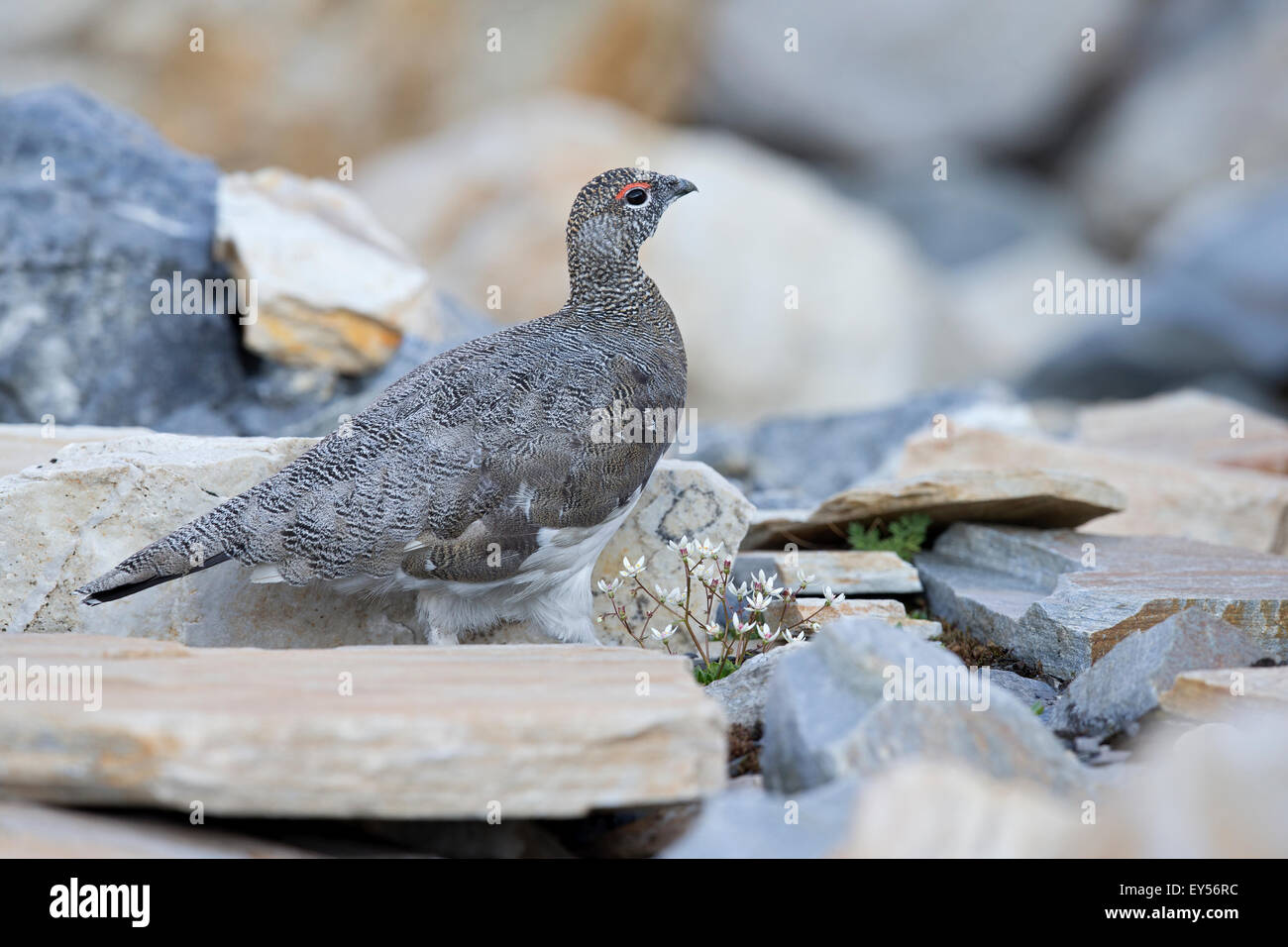 Female Rock ptarmigan intermediate plumage - Swiss Alps Stock Photo - Alamy