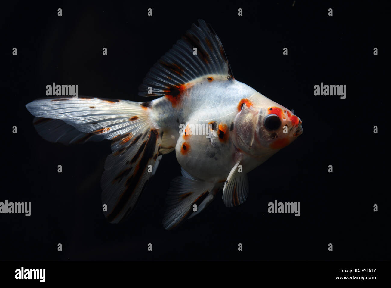 Calico Fish High Resolution Stock Photography and Images - Alamy