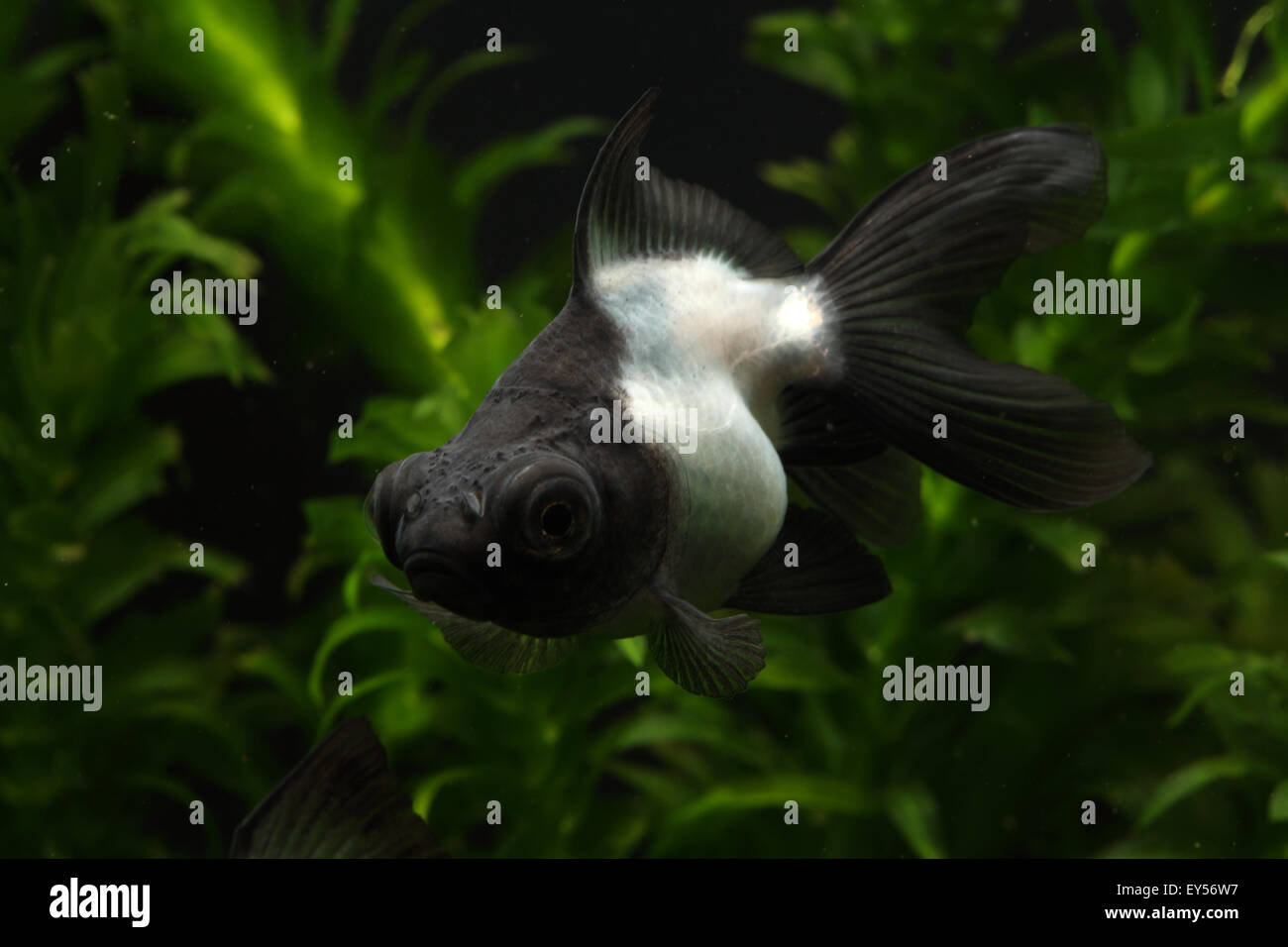 Butterfly Panda Moor Goldfish