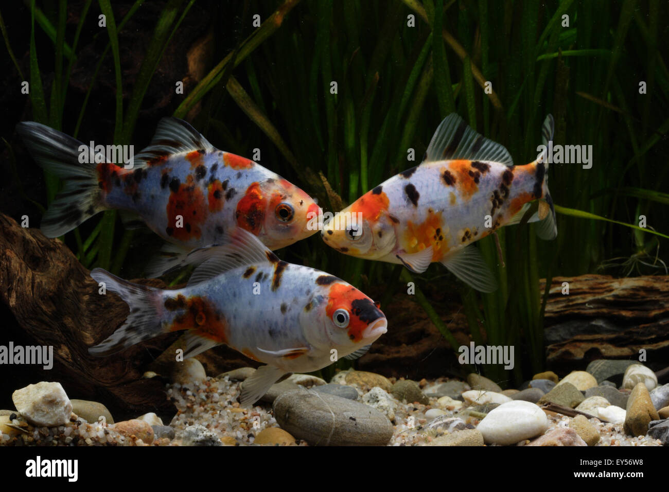 Shubunkin calico Goldfish Stock Photo - Alamy