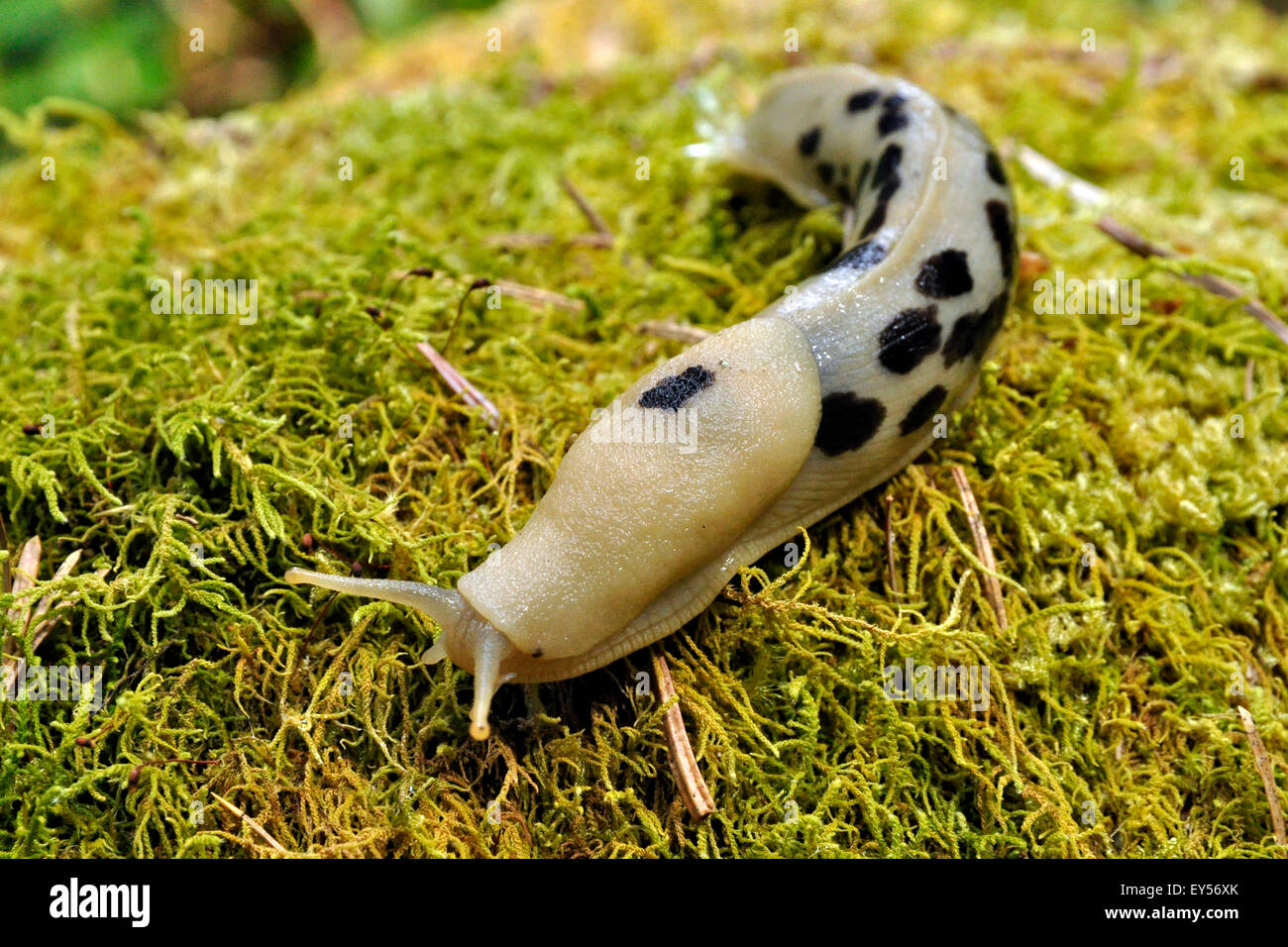 Banana slug on moss - Olympic NP USA Hoh Rain Forest Stock Photo - Alamy