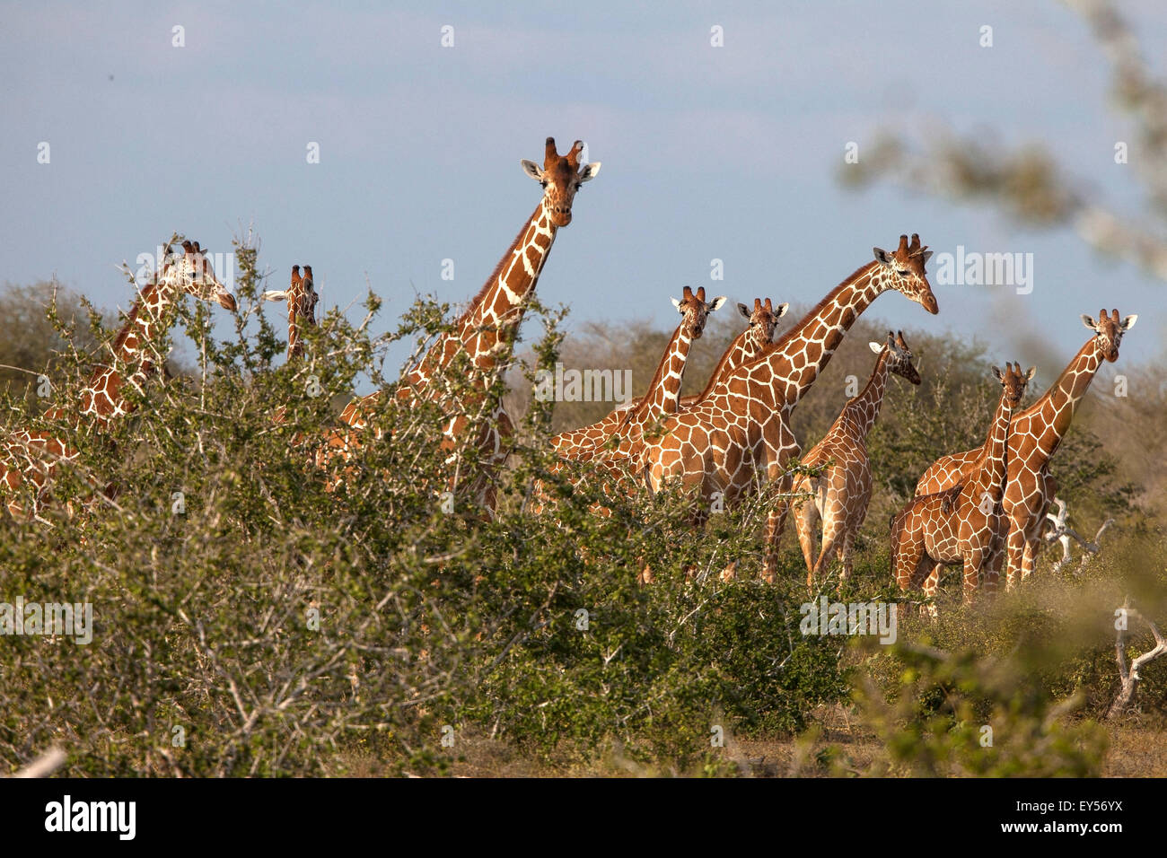Giraffes in Savannah - Ishaqbini hirola Conservancy Kenya Stock Photo ...