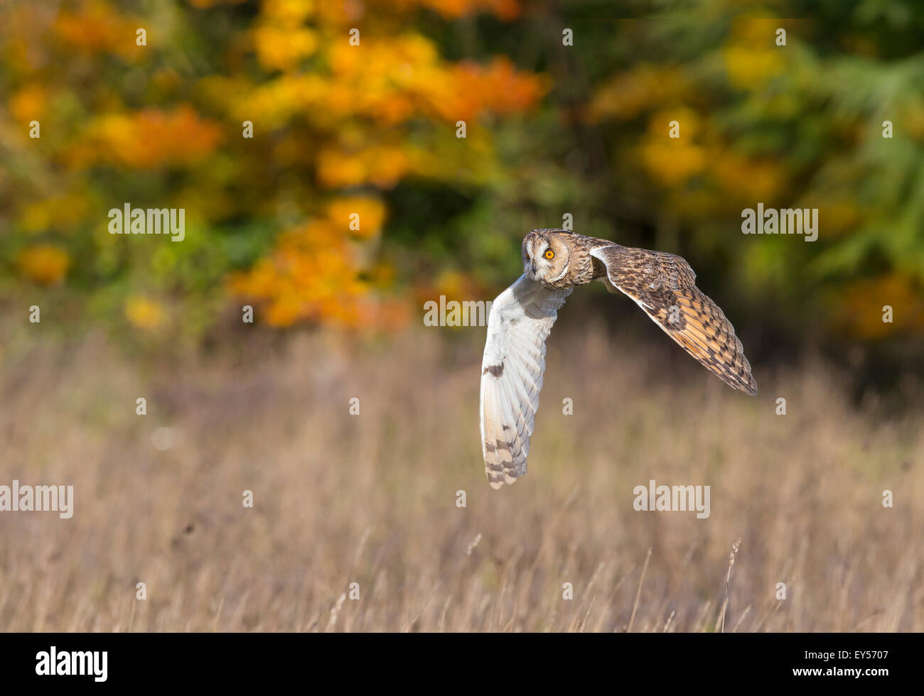 Long-eared Owl in flight in autumn - GB Stock Photo - Alamy