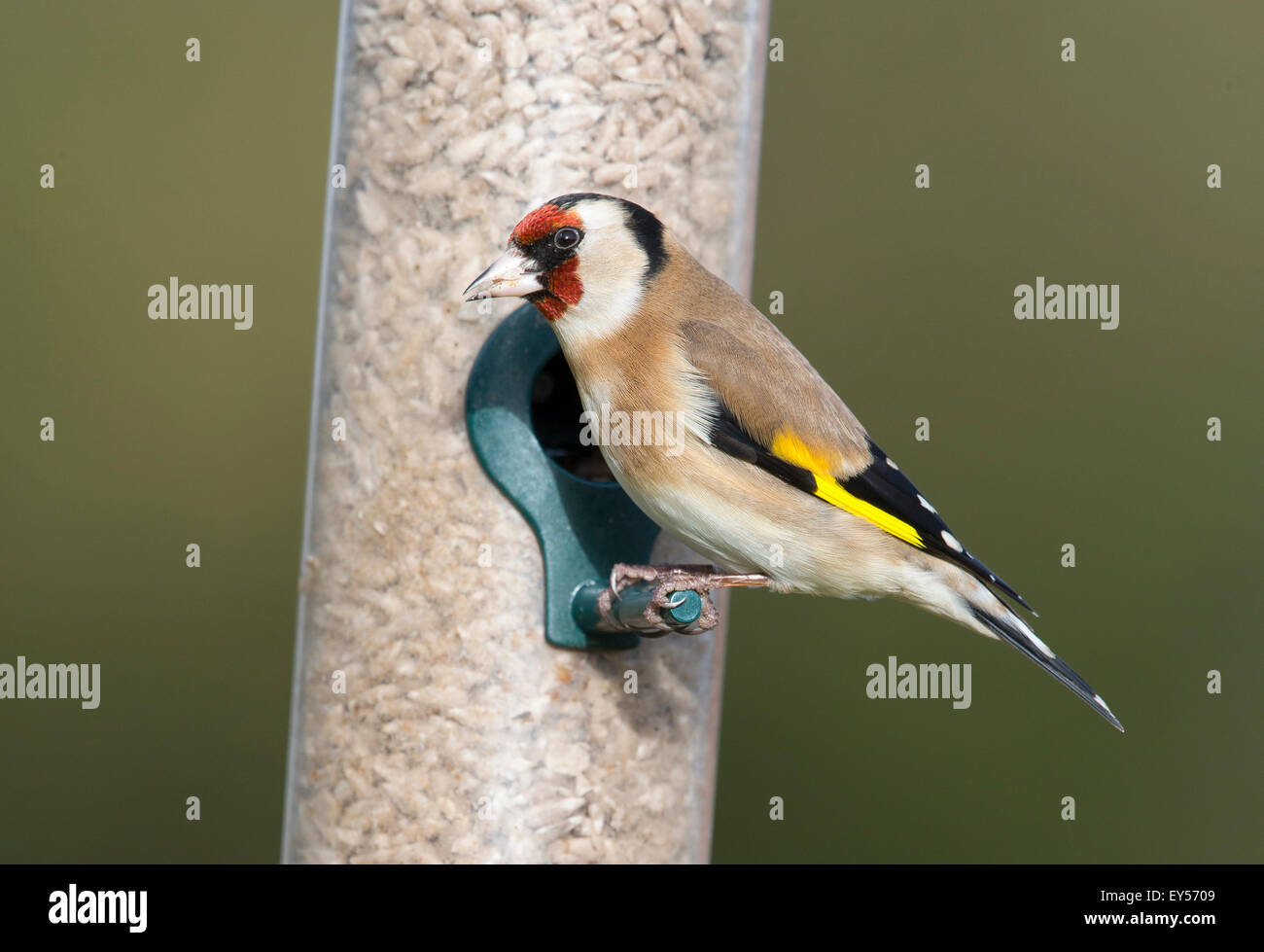 Goldfich at the feeding station in winter - GB Stock Photo - Alamy