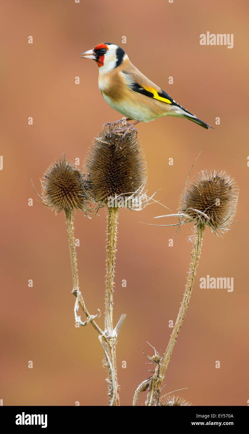 Goldfich feeding on a teasel in winter - GB Stock Photo - Alamy