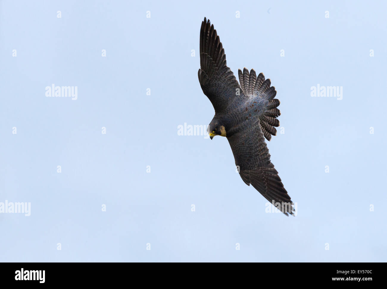 Peregrine Falcon in flight in autumn - GB Stock Photo - Alamy