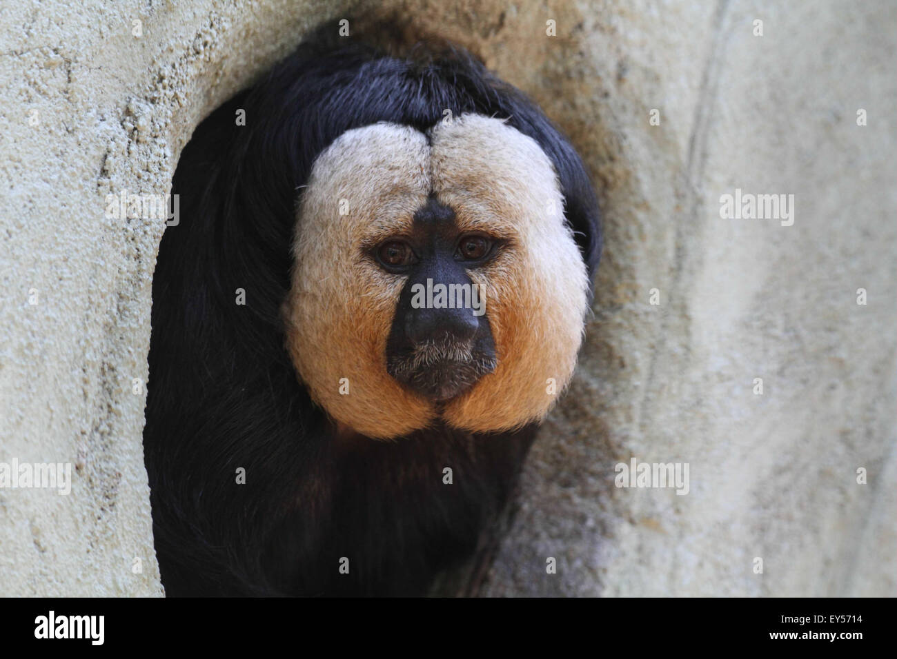 Portrait of Guianan Saki Stock Photo - Alamy