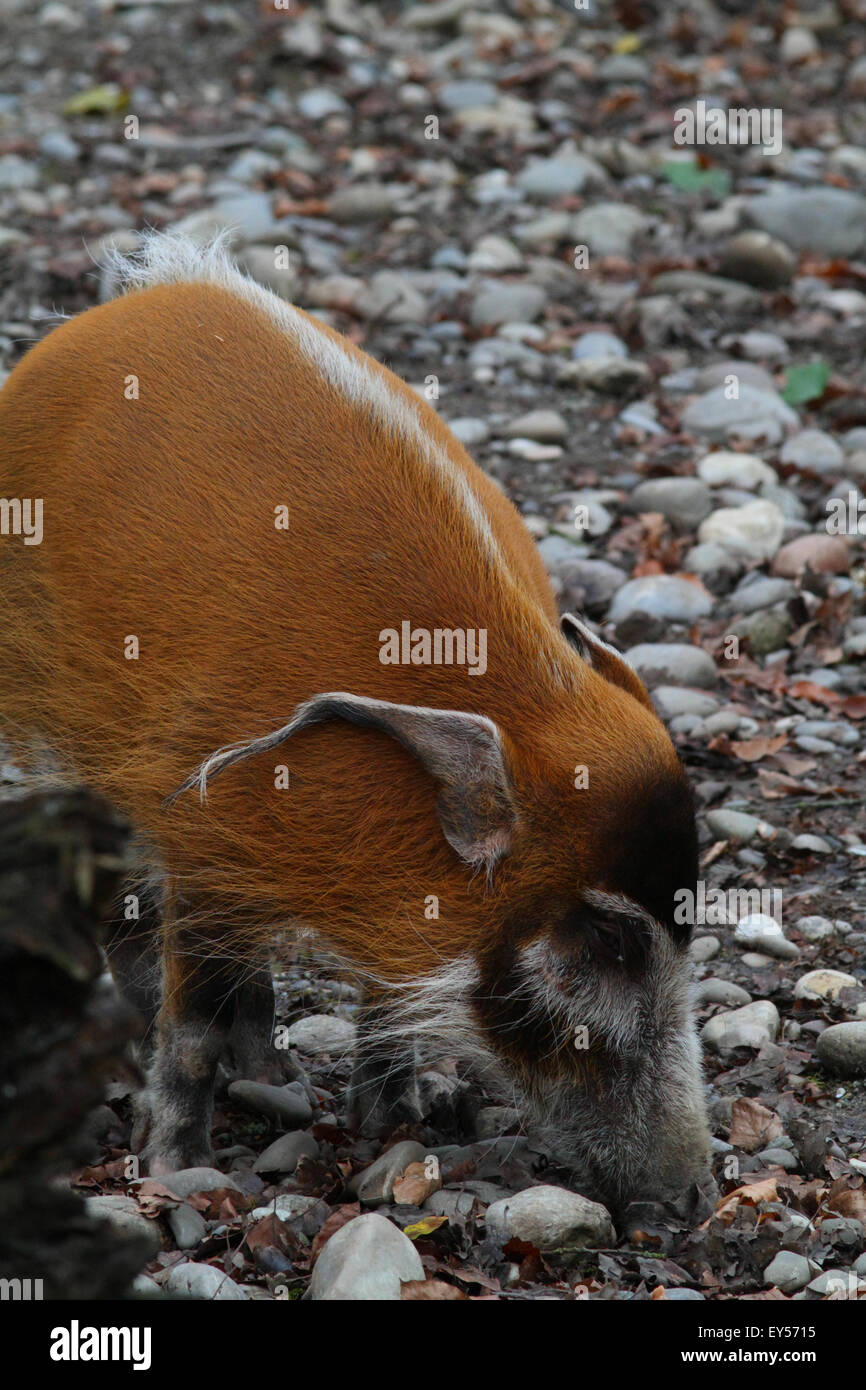 Bushpig on stony ground Stock Photo - Alamy