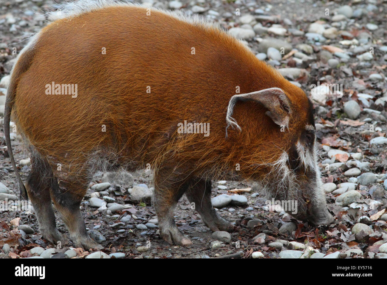 Bushpig on stony ground Stock Photo - Alamy
