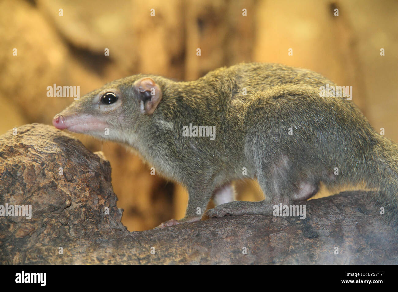 Treeshrew hi-res stock photography and images - Alamy