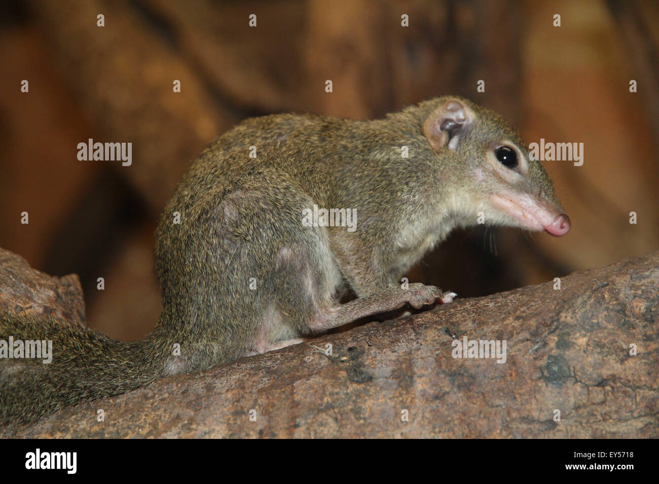 Northern Treeshrew on a branch Stock Photo - Alamy