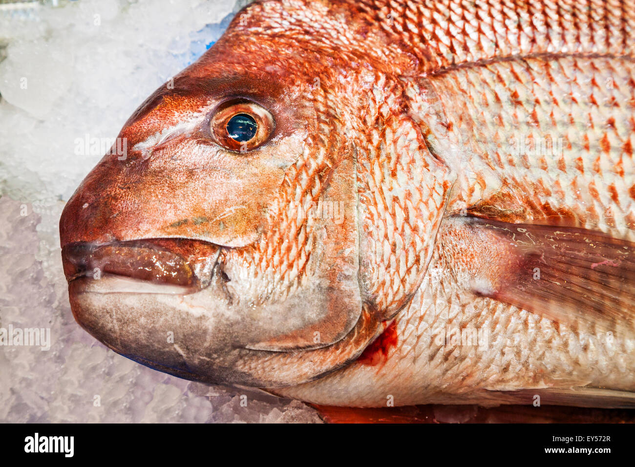 Sad eyes fish portrait fish hi-res stock photography and images - Alamy