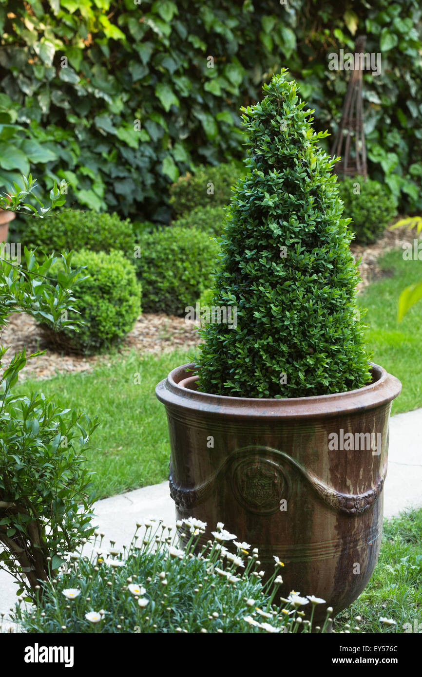 Common box topiary in an urban garden Stock Photo - Alamy