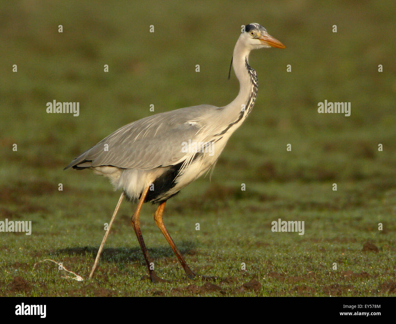 Grey Heron defecating in a meadow - France Stock Photo - Alamy