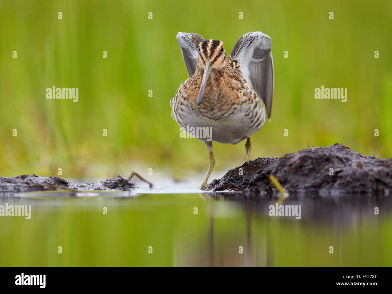 Common Snipe stretching wings - Finland Stock Photo - Alamy