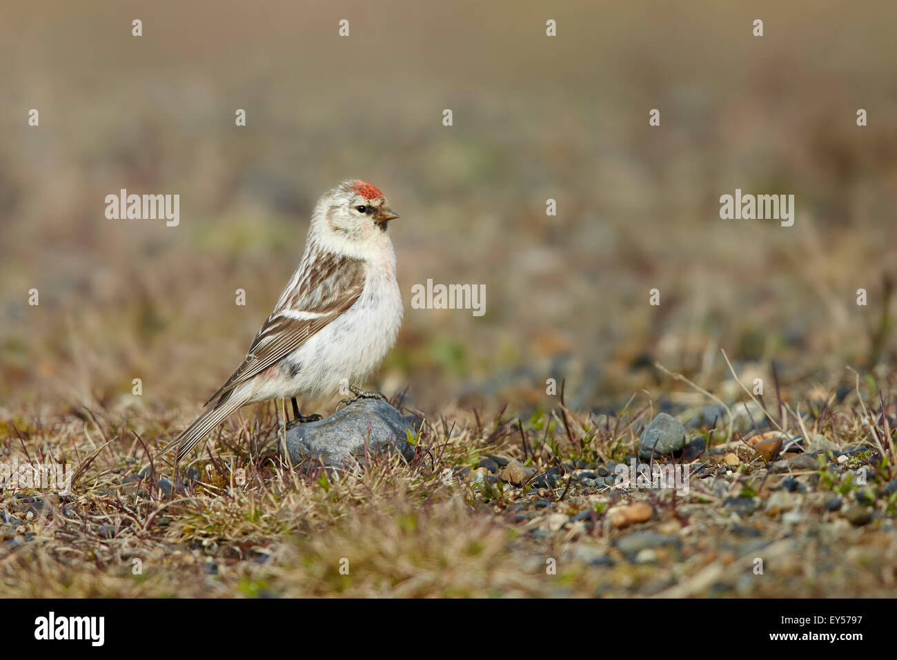 Hoary redpoll breeding male in tundra - Alaska Stock Photo - Alamy