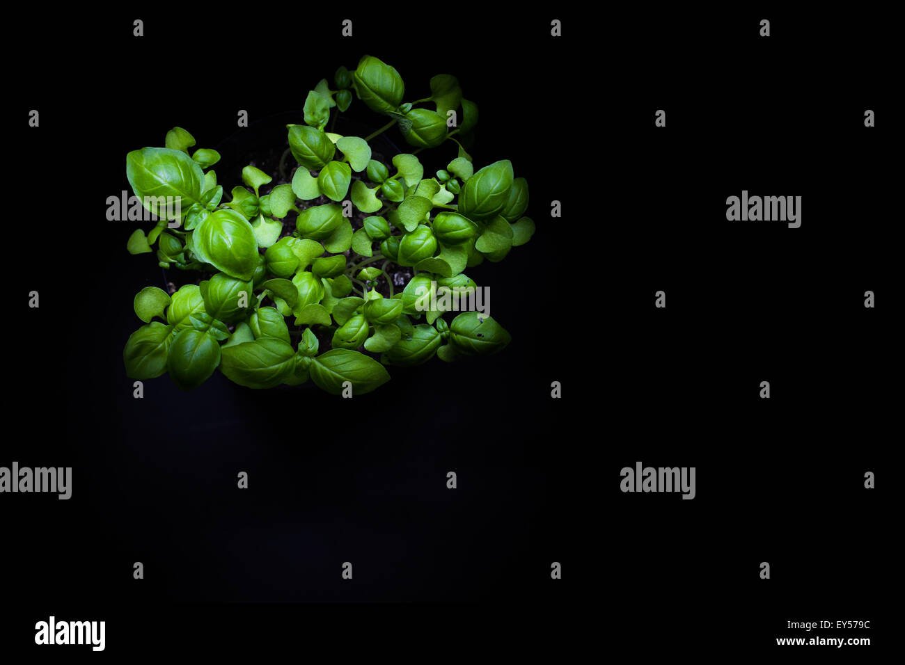 Single Basil plant surrounded and isolated by a black background Stock ...