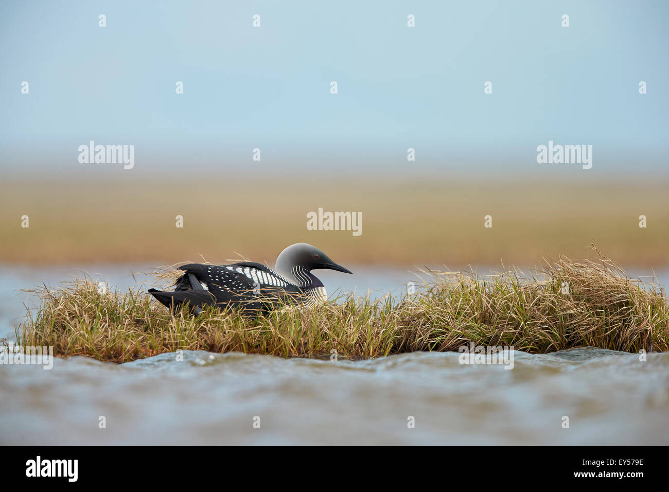 Pacific Loon breeding female on nest - Alaska Stock Photo - Alamy