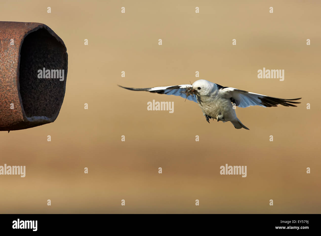 Snow Bunting male carrying mosquitoes to nest - Alaska Stock Photo - Alamy