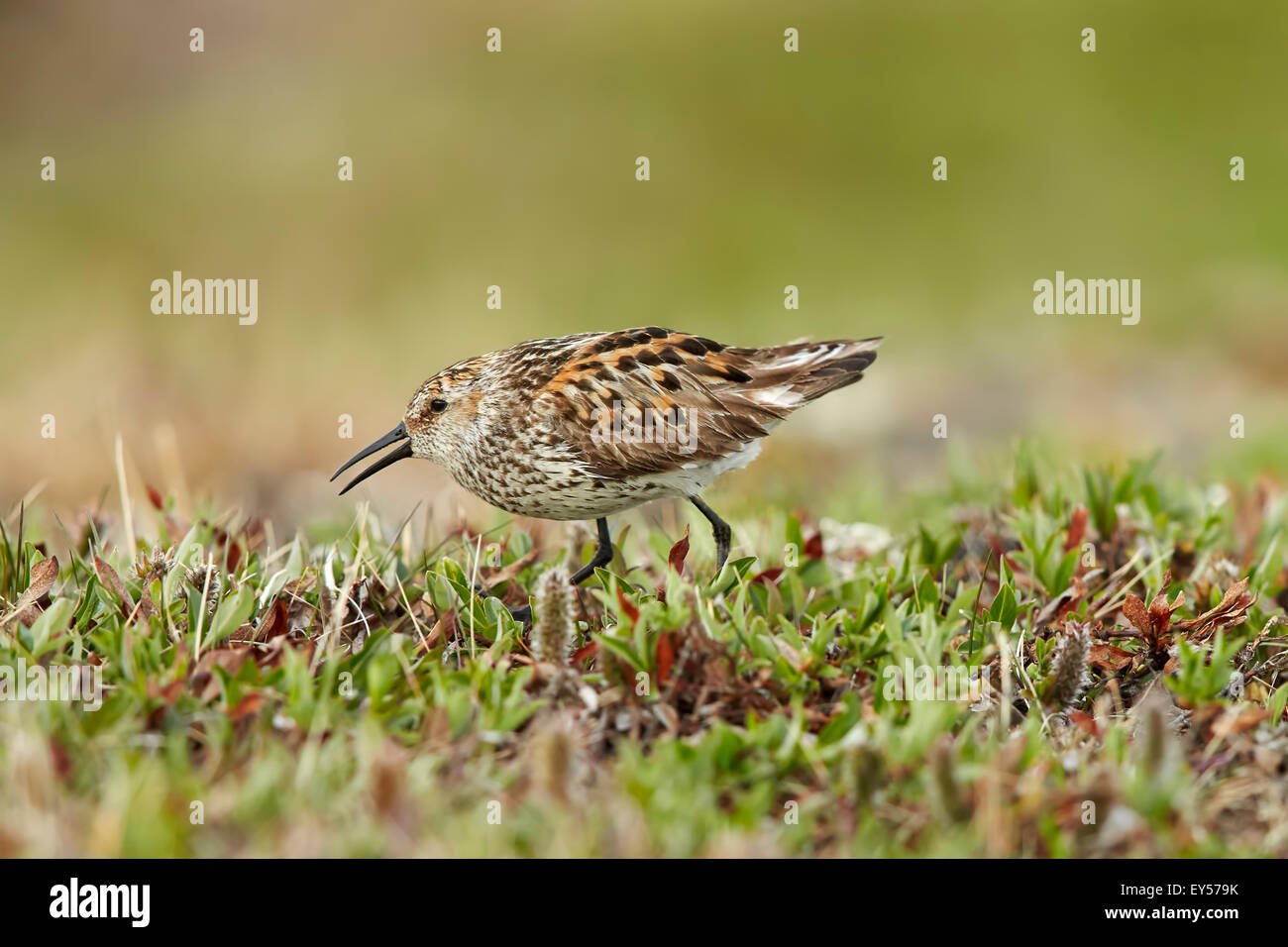 Western Sandpiper breeding plumage in tundra - Alaska Stock Photo - Alamy