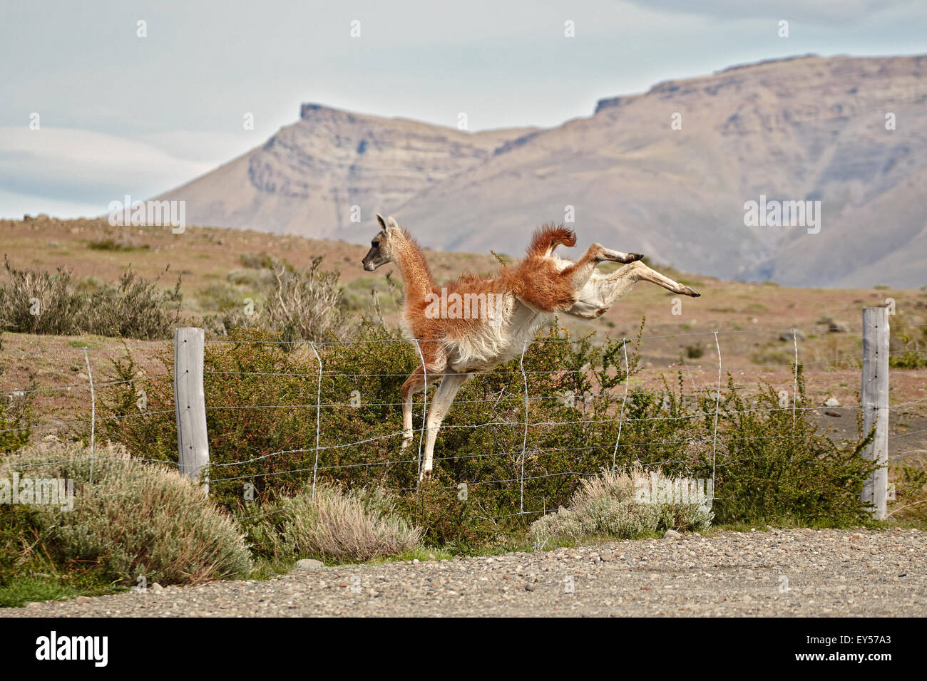 Animal Fence Jumping High Resolution Stock Photography and Images - Alamy
