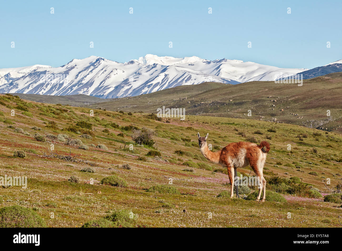 Guanaco in pampa - Torres del Paine Park Chile Stock Photo - Alamy