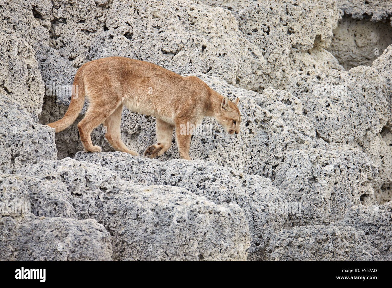 Puma female on rocks - Torres del Paine NP Chile Stock Photo - Alamy