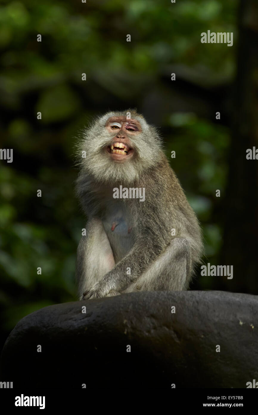 Long-tailed Macaque - Ubud Monkey Forest Bali Indonésia Stock Photo - Alamy