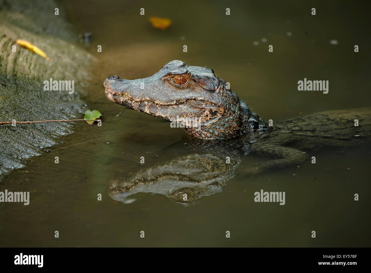 Dwarf cayman hi-res stock photography and images - Alamy