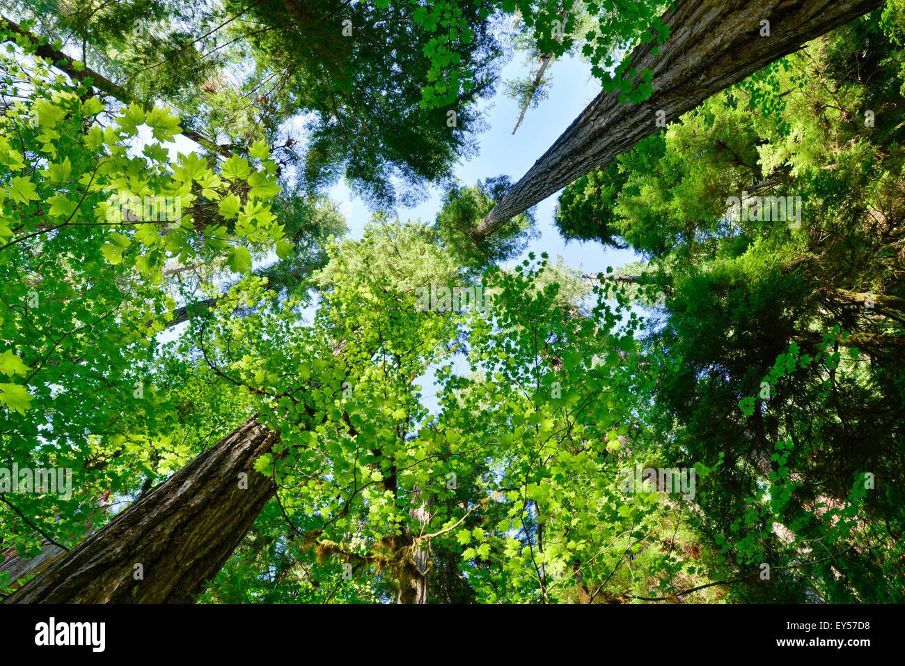 Douglas fir - Cascade Oregon USA Douglas firs over 700 years Stock ...