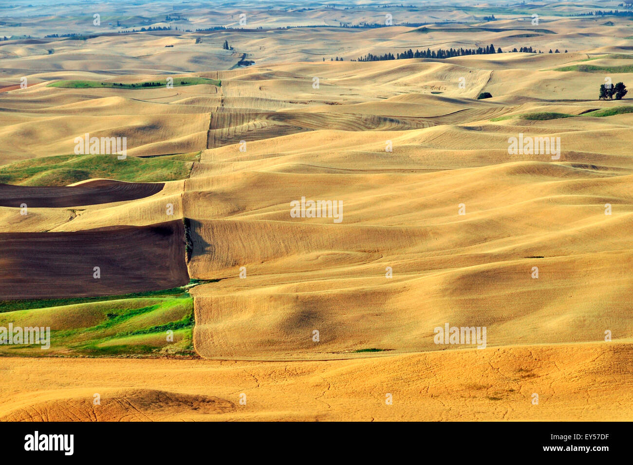 Loess hills planted with cereals and lentils -Washington USA It was ...