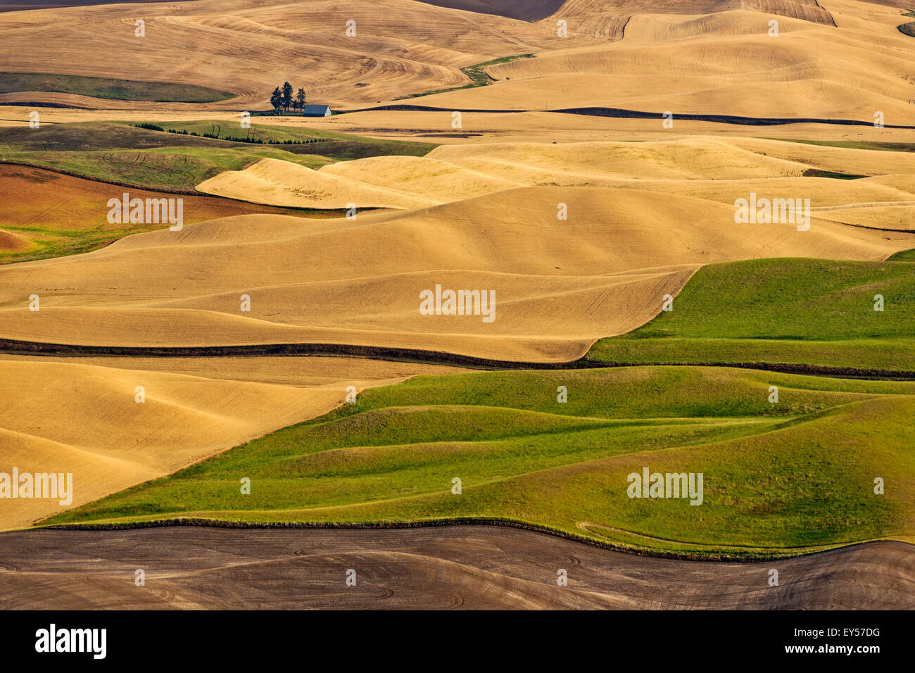 Loess hills planted with cereals and lentils -Washington USA It was ...