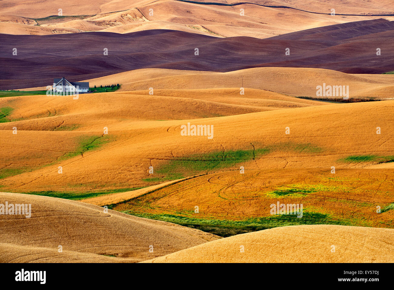 Loess hills planted with cereals and lentils -Washington USA It was ...