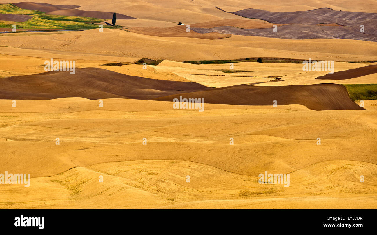 Loess hills planted with cereals and lentils -Washington USA It was ...