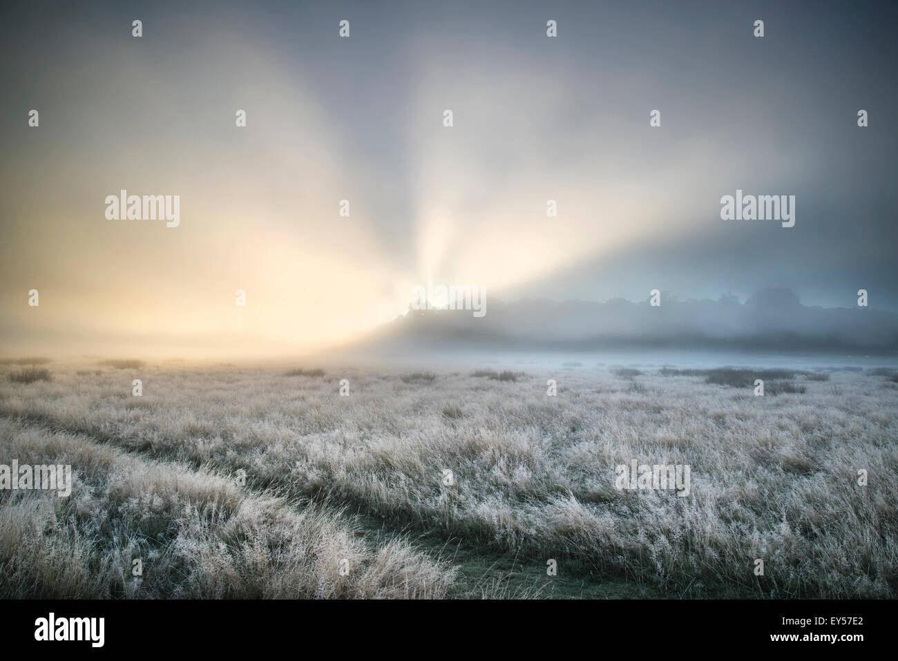 Stunning sun beams light up through thick fog of Autumn Fall frosty ...
