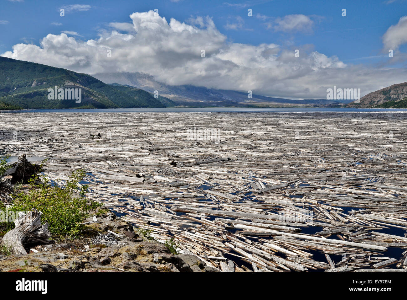 Trunks floating on Spirit Lake - Chaine des Cascades USA Explosive ...