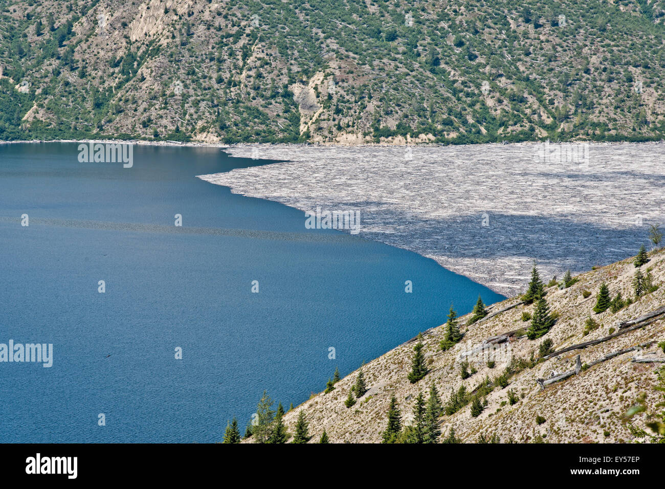 Trunks floating on Spirit Lake - Chaine des Cascades USA Explosive ...