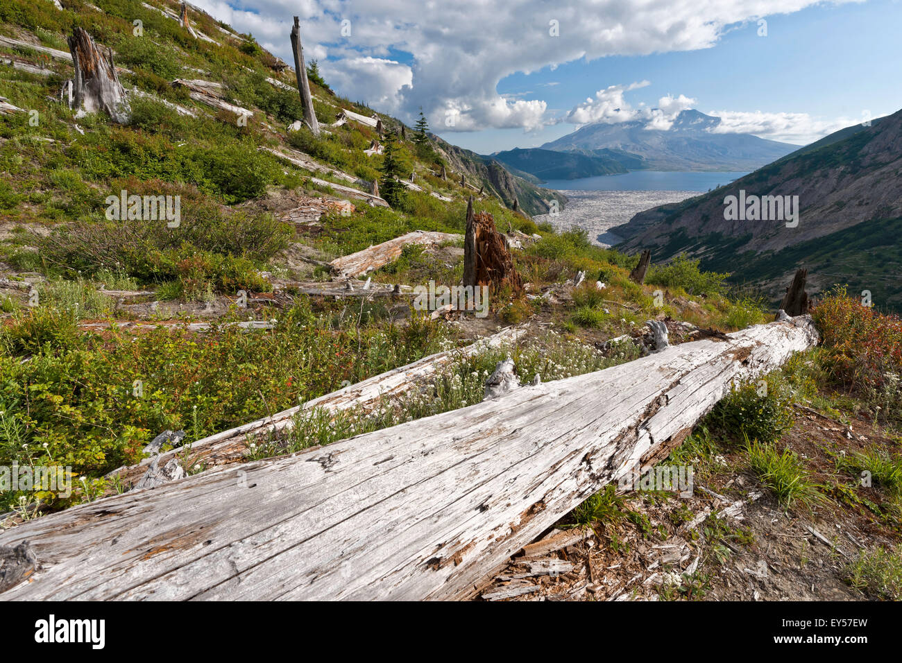 Trunks floating on Spirit Lake - Chaine des Cascades USA Explosive ...