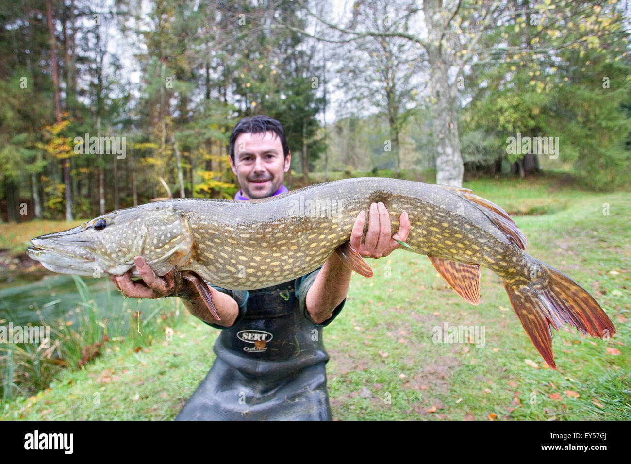 Presentation of a northern pike - Vosges France Pike 1.30 meters Stock ...