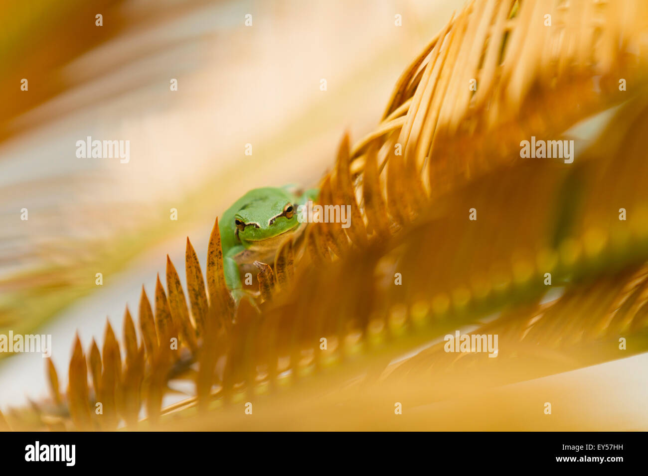 Southern tree frog on leaf of Cycas - France Stock Photo - Alamy
