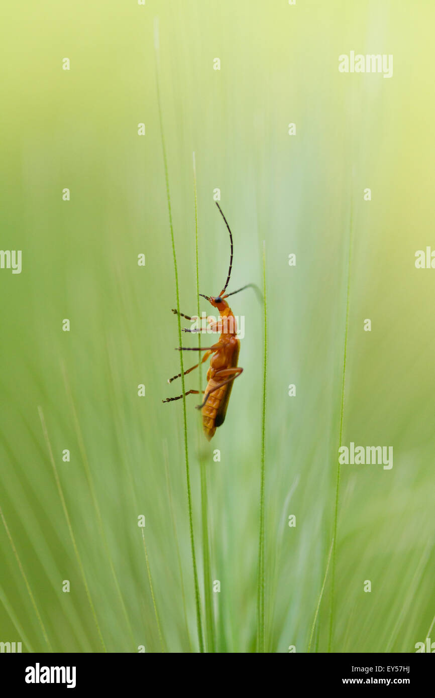 Common Red Soldier beetle on grass - France Stock Photo - Alamy