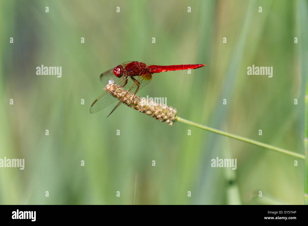 Male Red Darter on plantago stem - France Stock Photo - Alamy